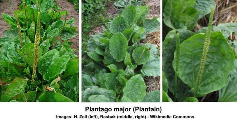 Plantain Plantago Major Why Its An Herb And Not A Weed Uses